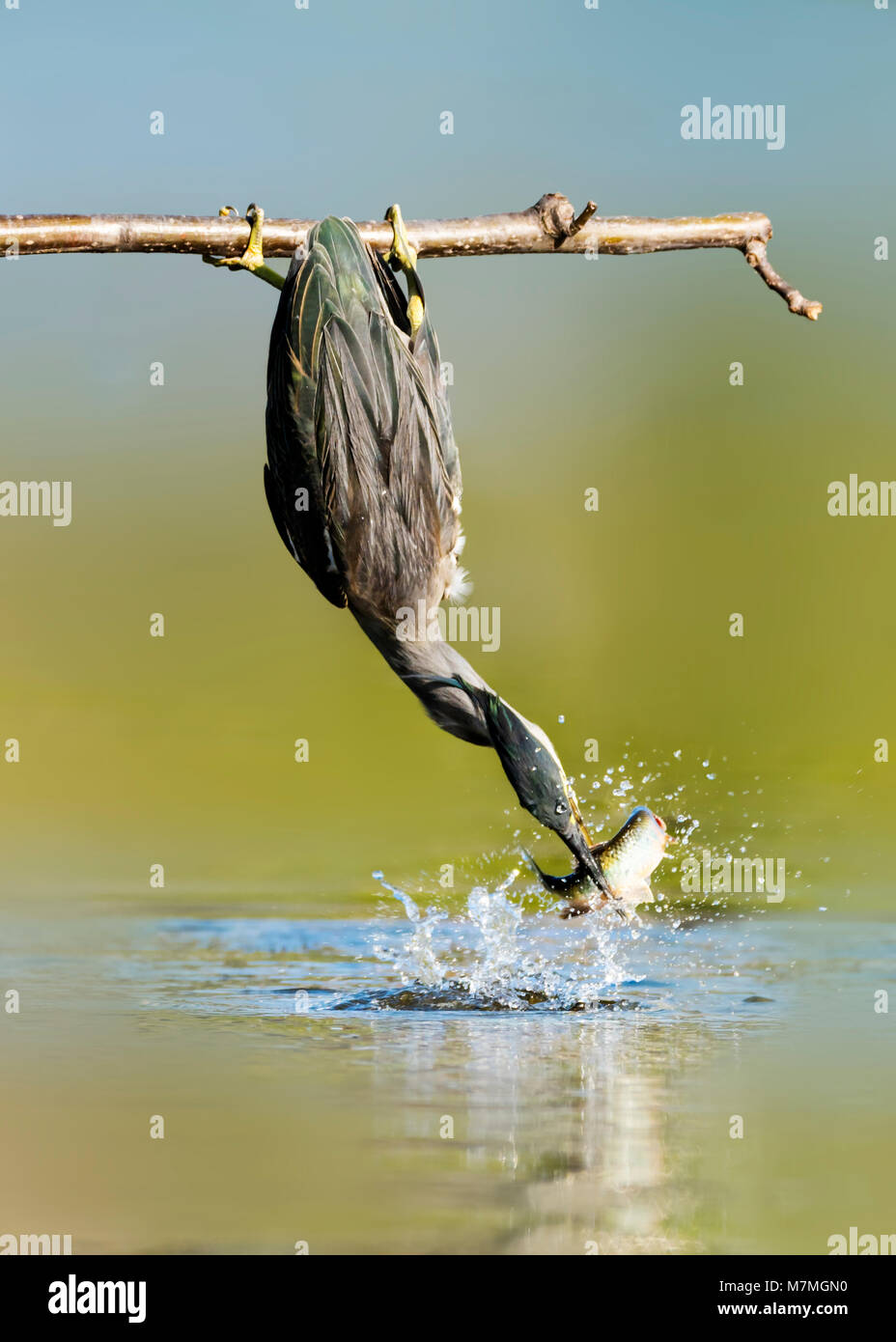hunting a fish Stock Photo - Alamy