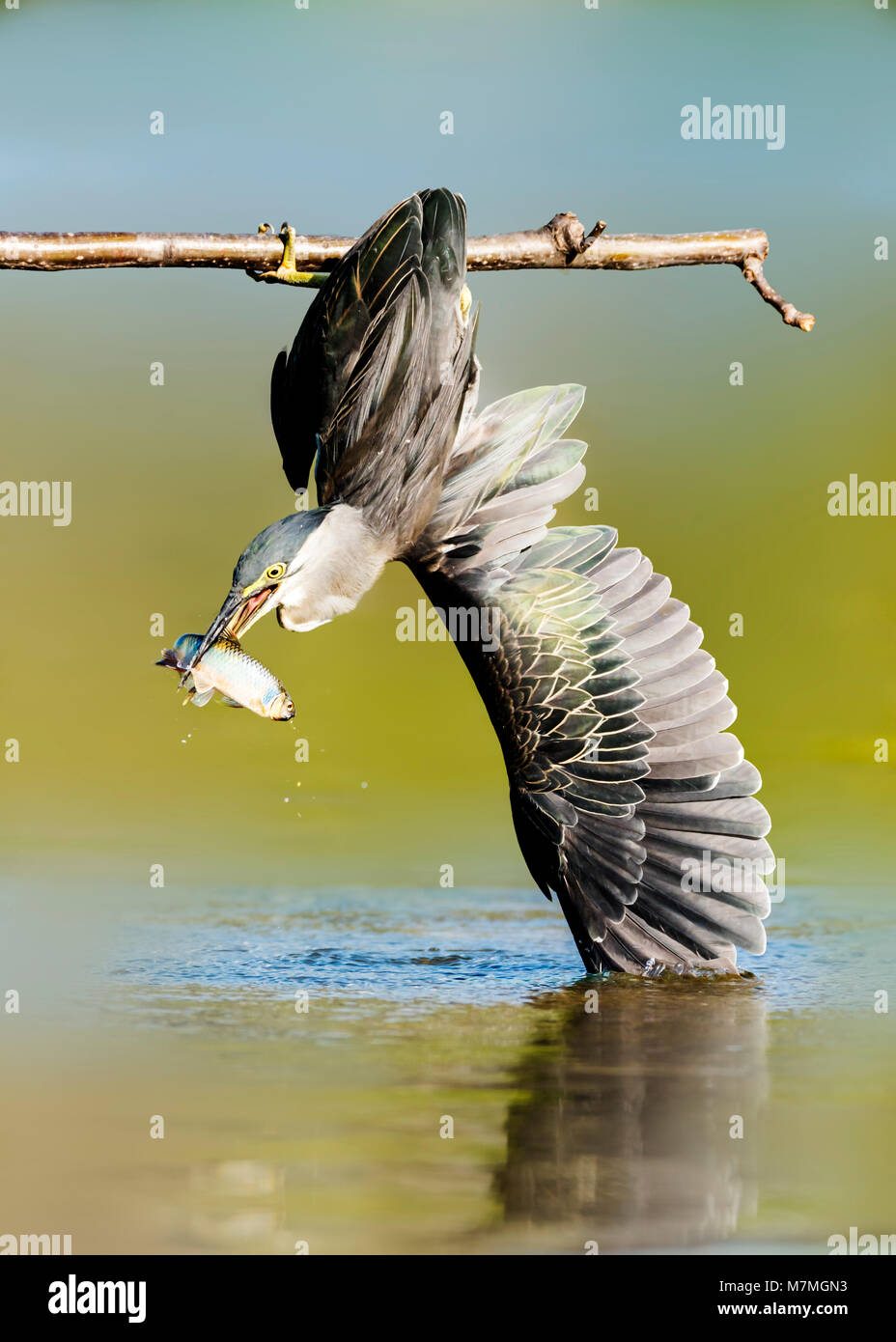 Moment of catching a fish hi-res stock photography and images - Alamy
