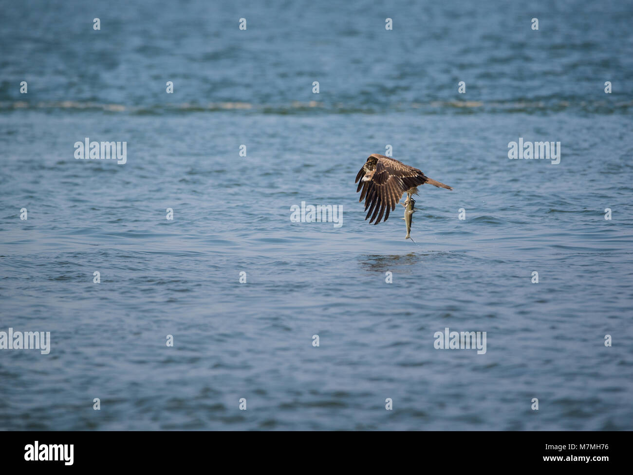 Fish eating bird australia hi-res stock photography and images - Alamy