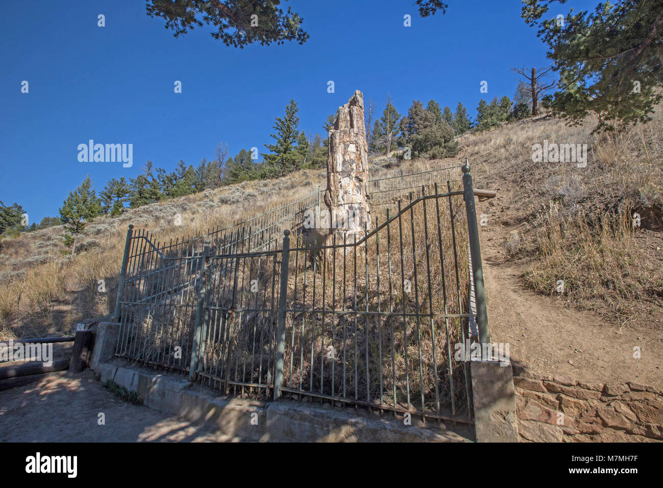 Petrified Tree Petrified Tree Stock Photo - Alamy