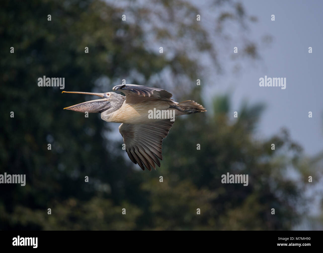 Spot-Billed Grey Pelican (Pelecanus philippensis) near lake trying to ...