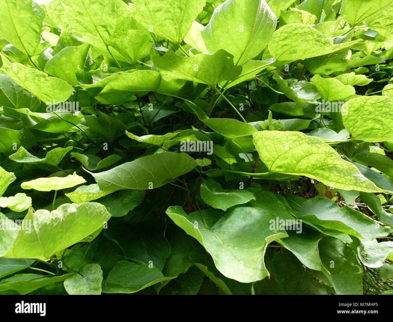 Catalpa bignonioides nana compact hi-res stock photography and images ...