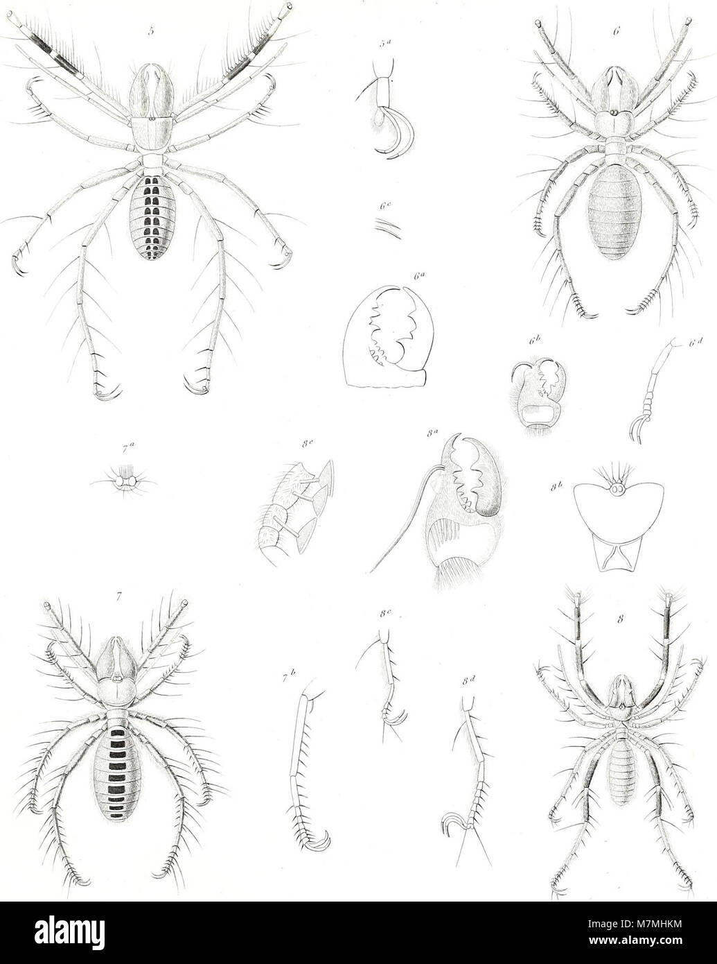 Anatomie, physiologie et histoire naturelle des galéodes (1861 ...
