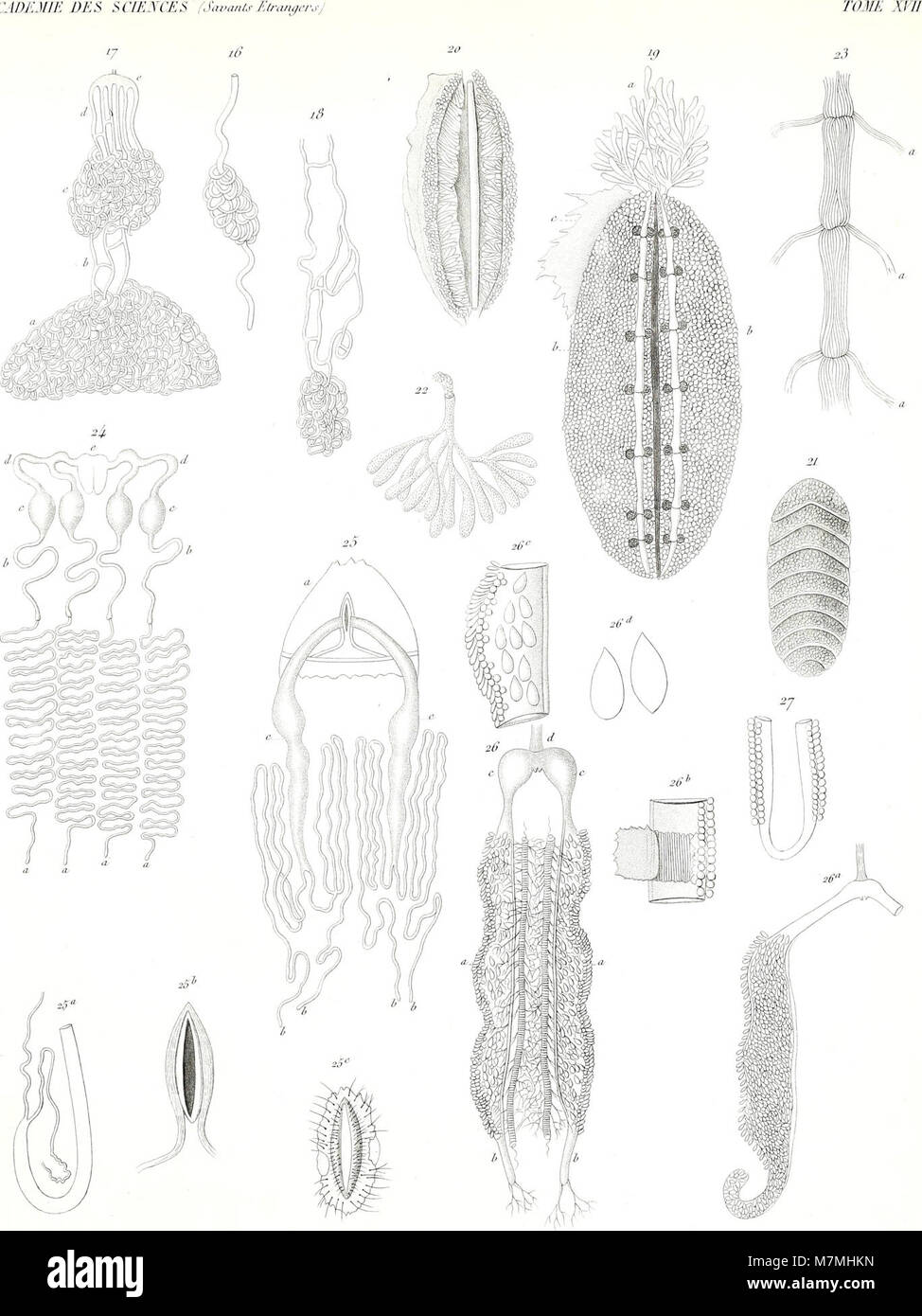Anatomie, physiologie et histoire naturelle des galéodes (1861 ...