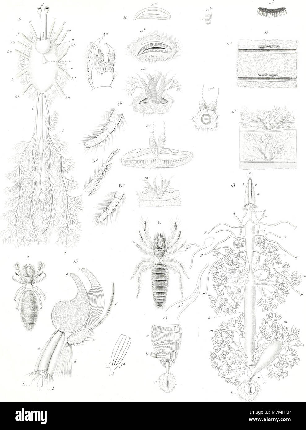 Galeodes hi-res stock photography and images - Alamy