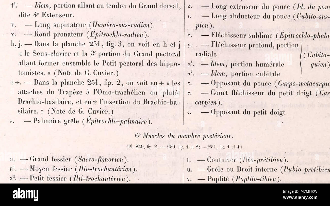 An illustration from 'Anatomie comparée,' a 1850 work focusing on ...