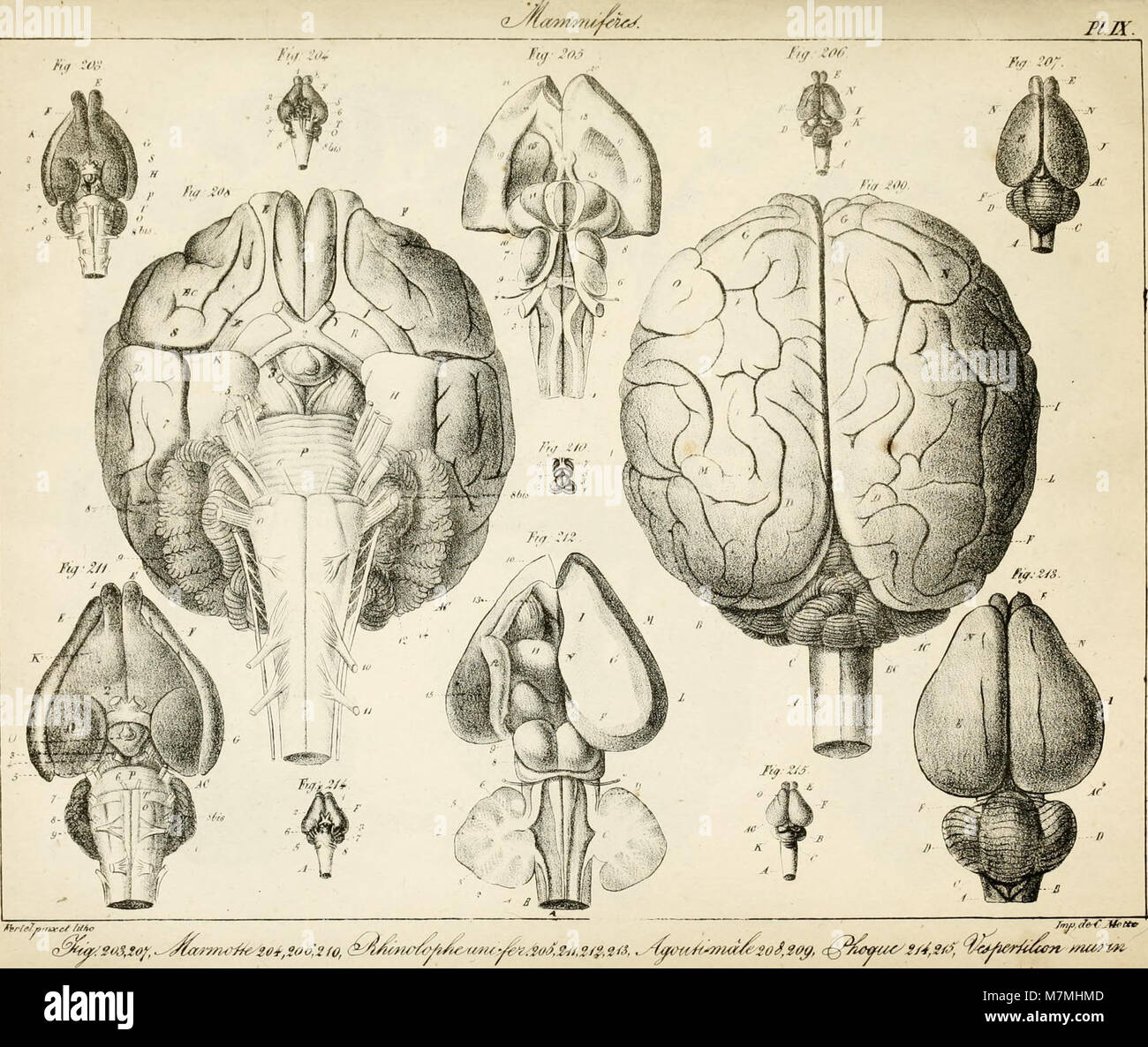 Anatomie comparée du cerveau - dans les quatres classes des animaux ...