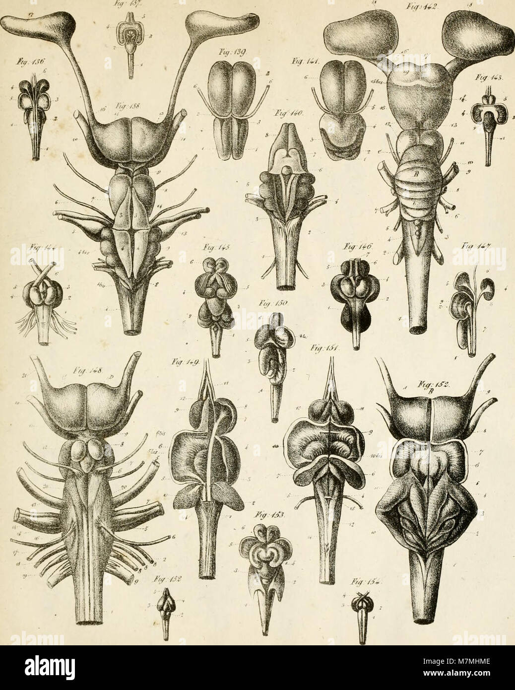 A detailed study titled 'Comparative Anatomy of the Brain in Four ...