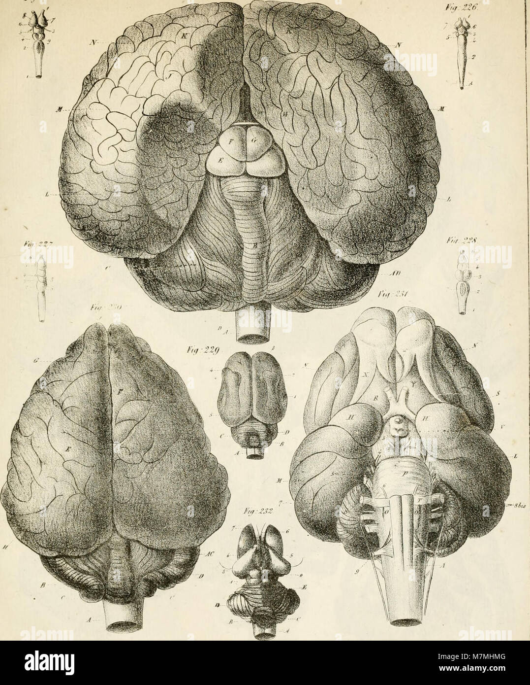 A comparative anatomy study of the brain, focusing on the four classes ...