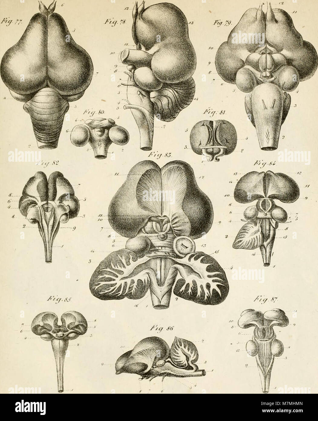 This 1824 text examines the comparative anatomy of the brain across ...