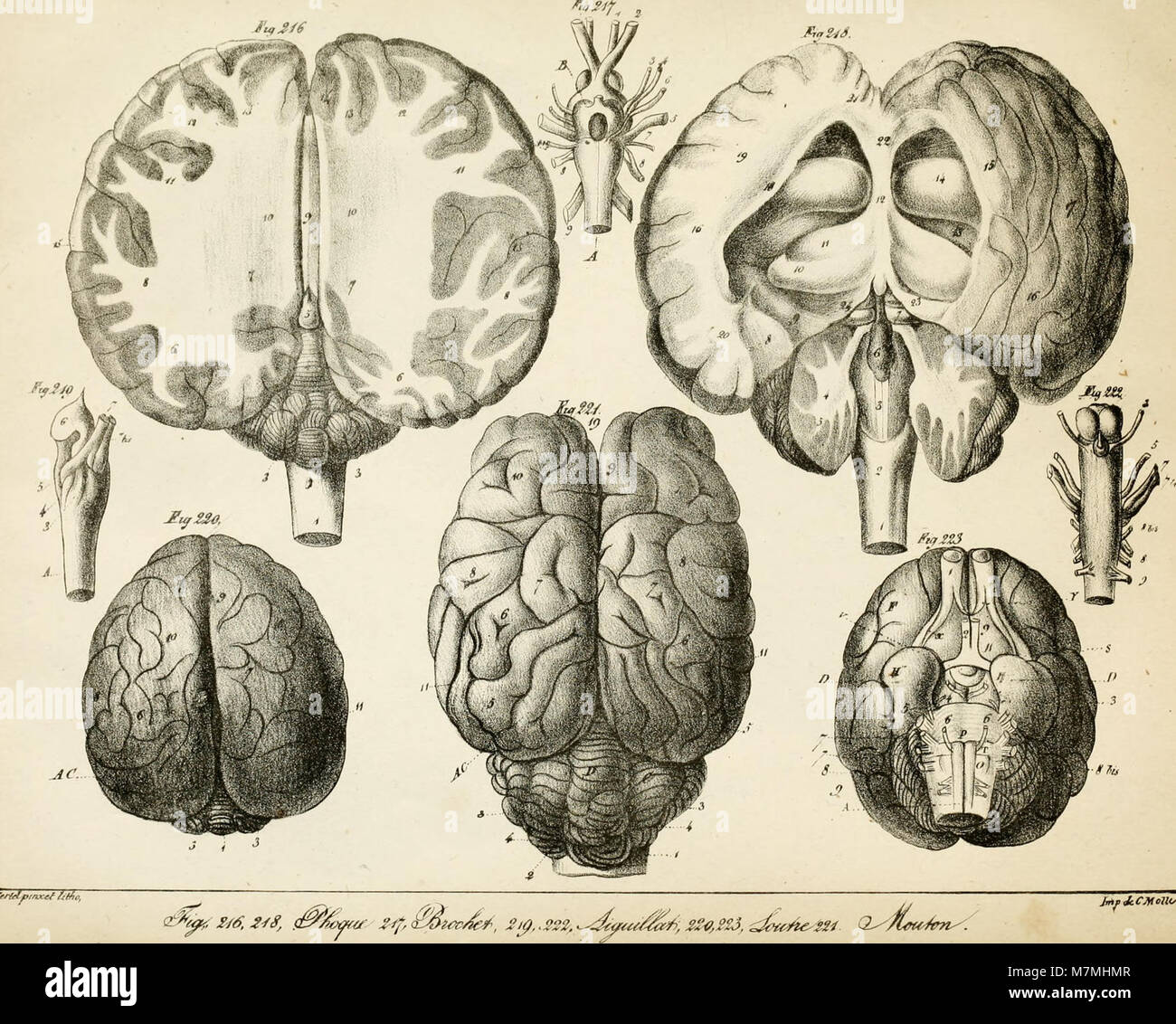 This 1824 work compares the brain anatomy of vertebrate animals across ...