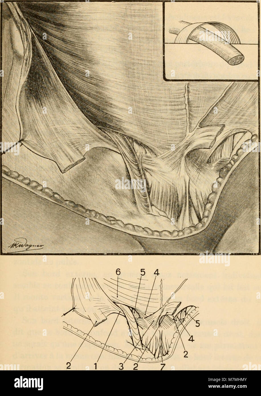Providing detailed anatomical documentation hi-res stock photography ...