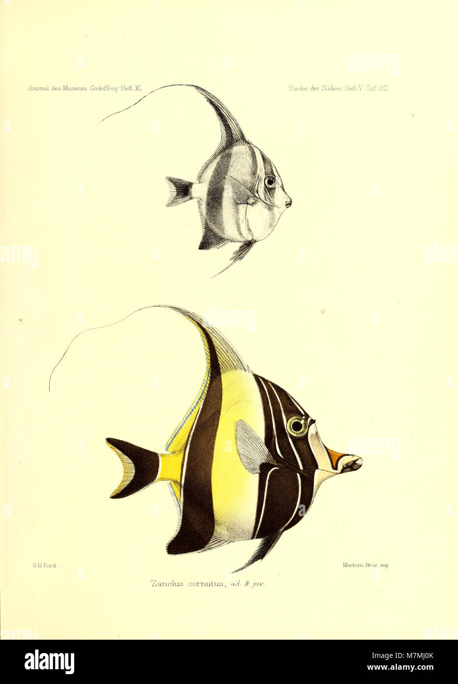 Andrew Garrett's 'Fische der Südsee' from 1876 provides detailed ...
