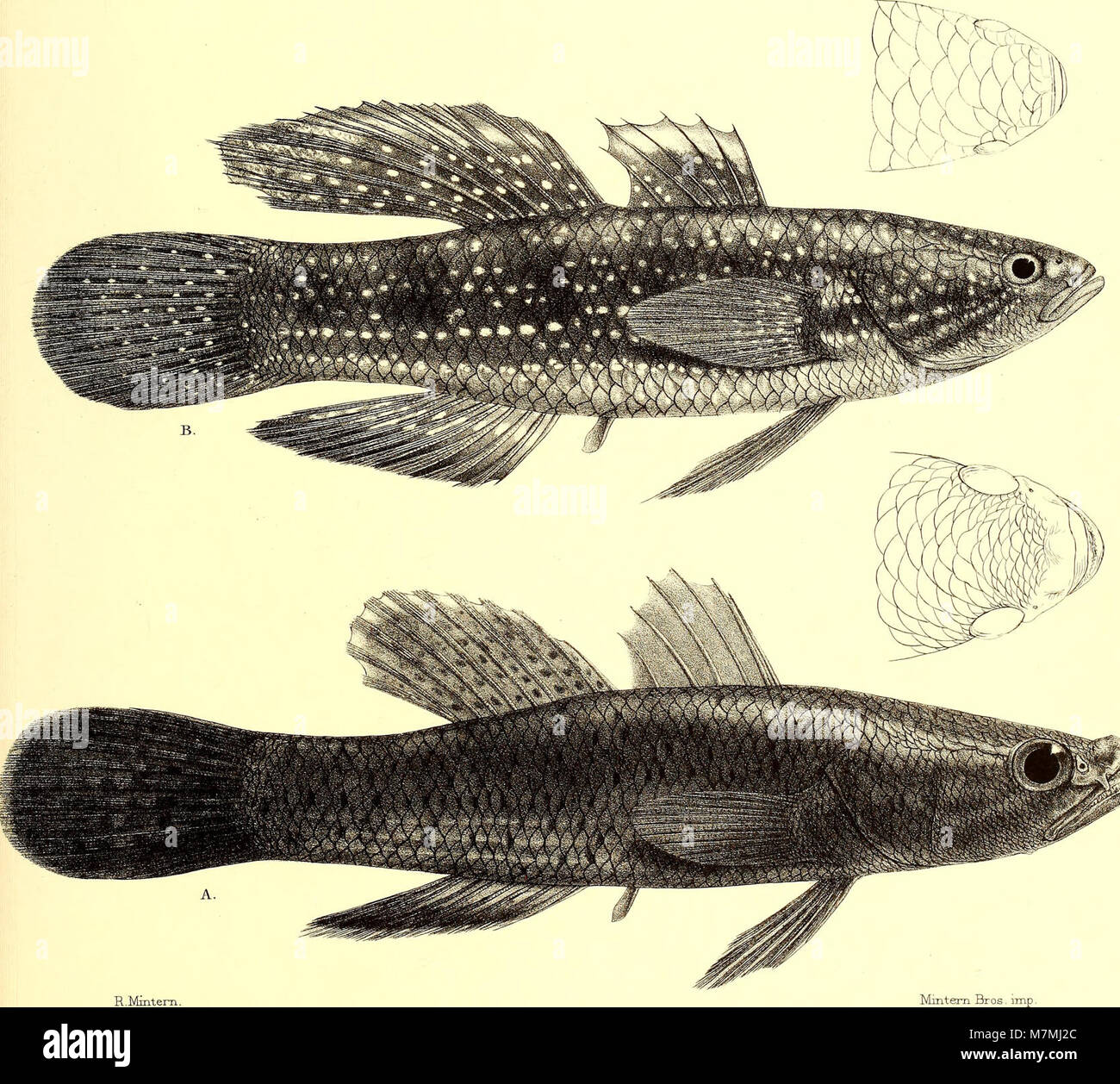 Andrew Garrett's 1876 work, 'Fische der Südsee', is a detailed study of ...