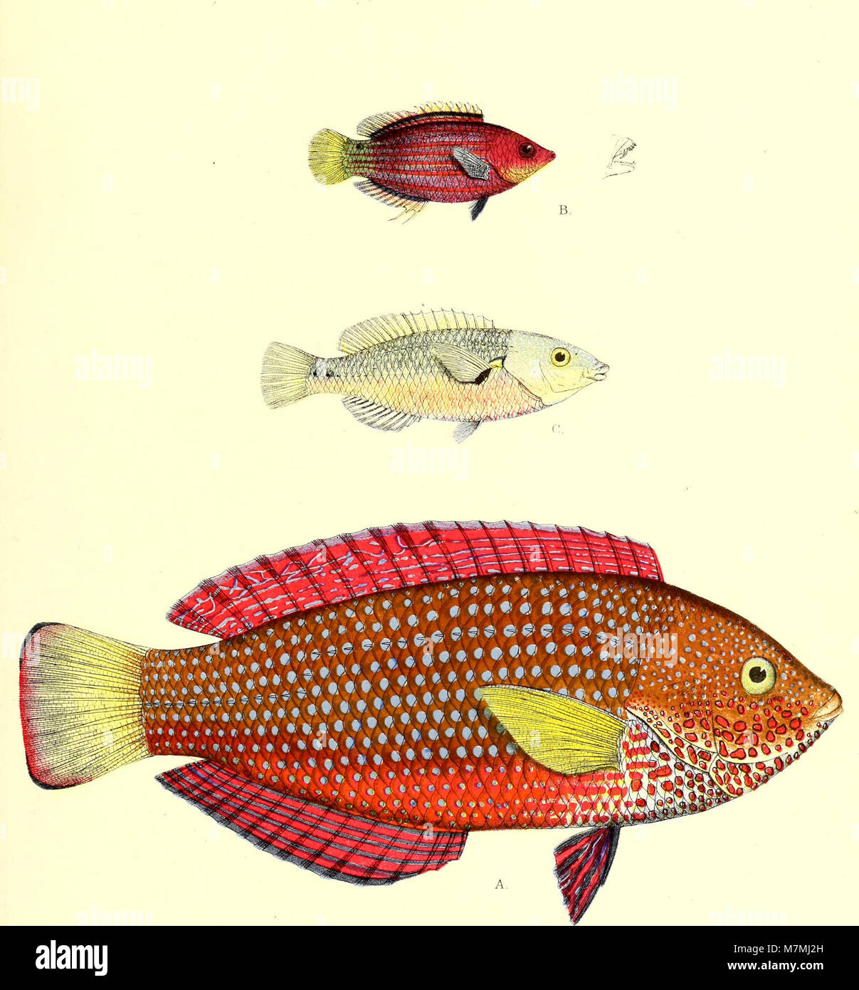 An illustration from *Andrew Garrett's Fische der Südsee* (1876 ...