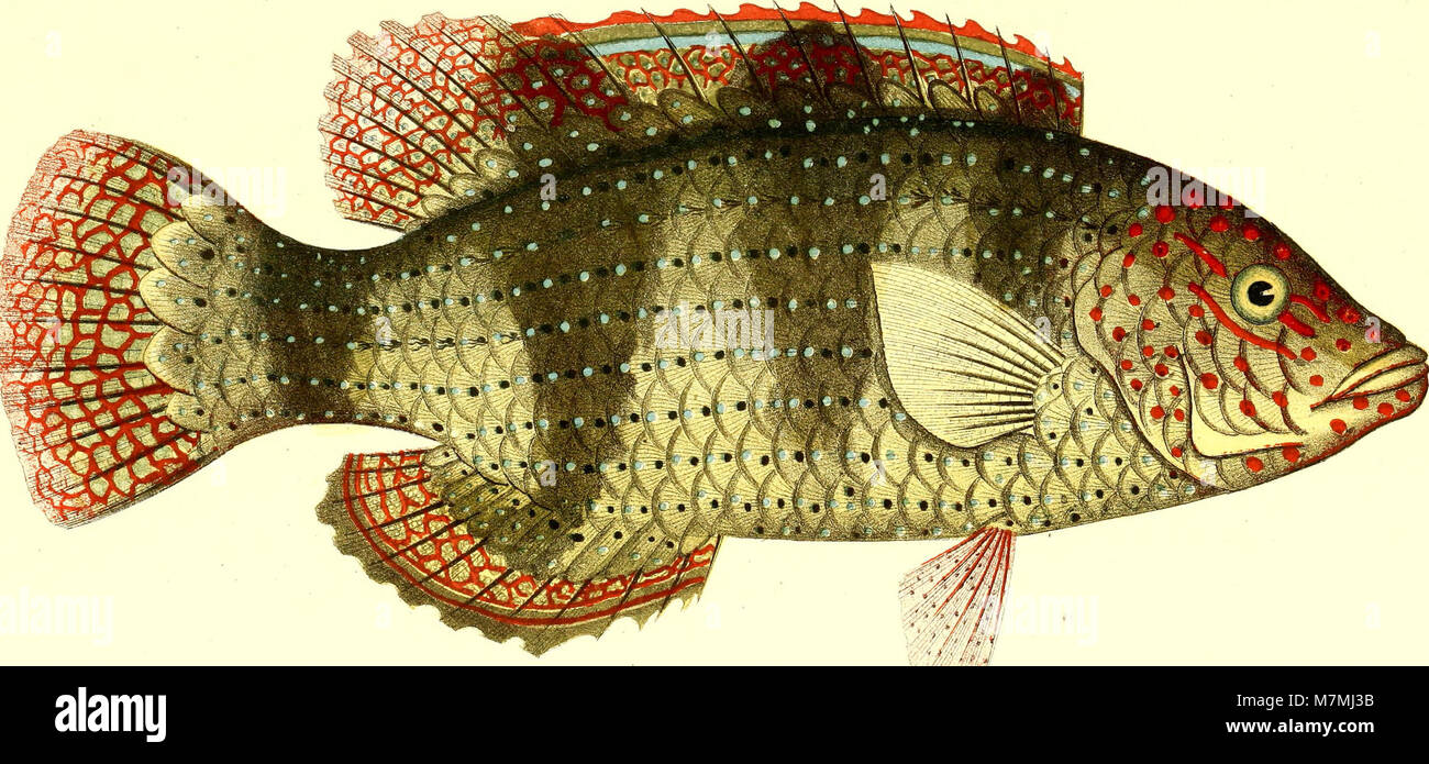 Andrew Garrett’s 'Fische der Südsee,' published in 1876, is a detailed ...