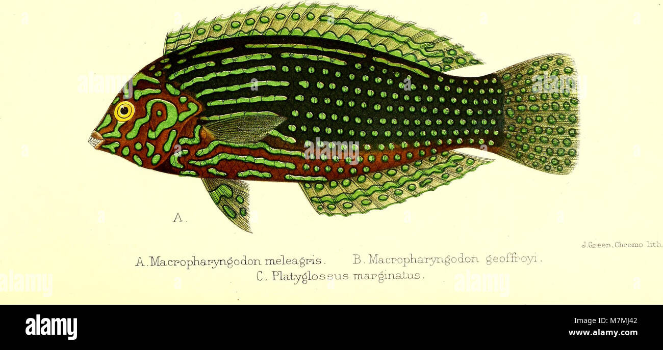 Andrew Garrett’s 'Fische der Südsee' (Fish of the South Sea) is a 1909 ...
