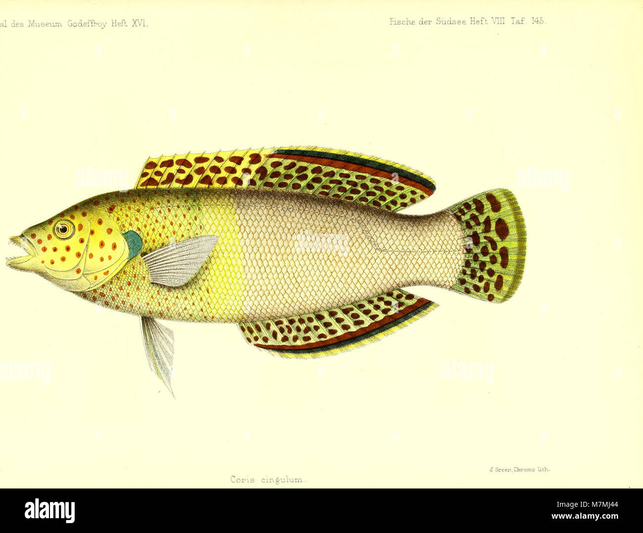 An illustration from Andrew Garrett’s Fische der Südsee (1909 ...