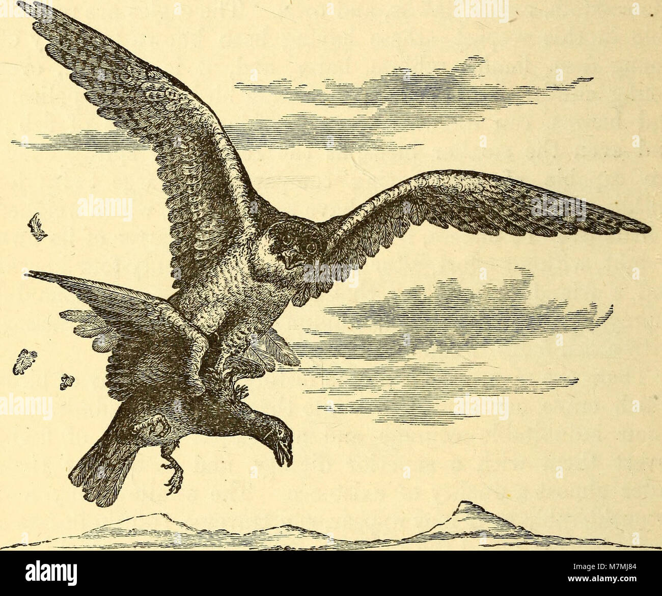 A 19th-century scientific study by J. Bell Pettigrew analyzing the ...