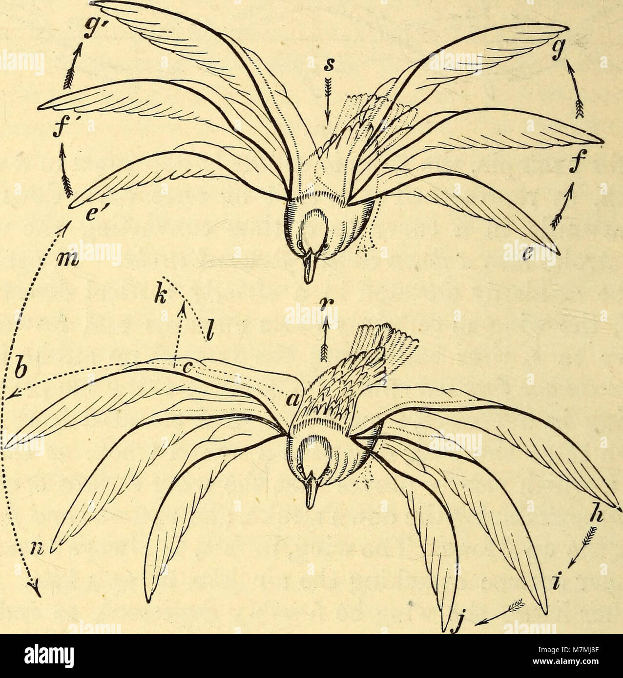 This 1874 work explores the various forms of animal locomotion ...