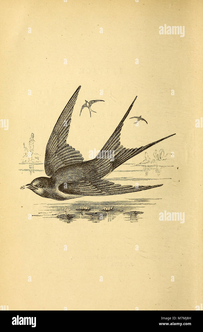 The 1874 work Animal Locomotion examines the mechanics of movement in ...