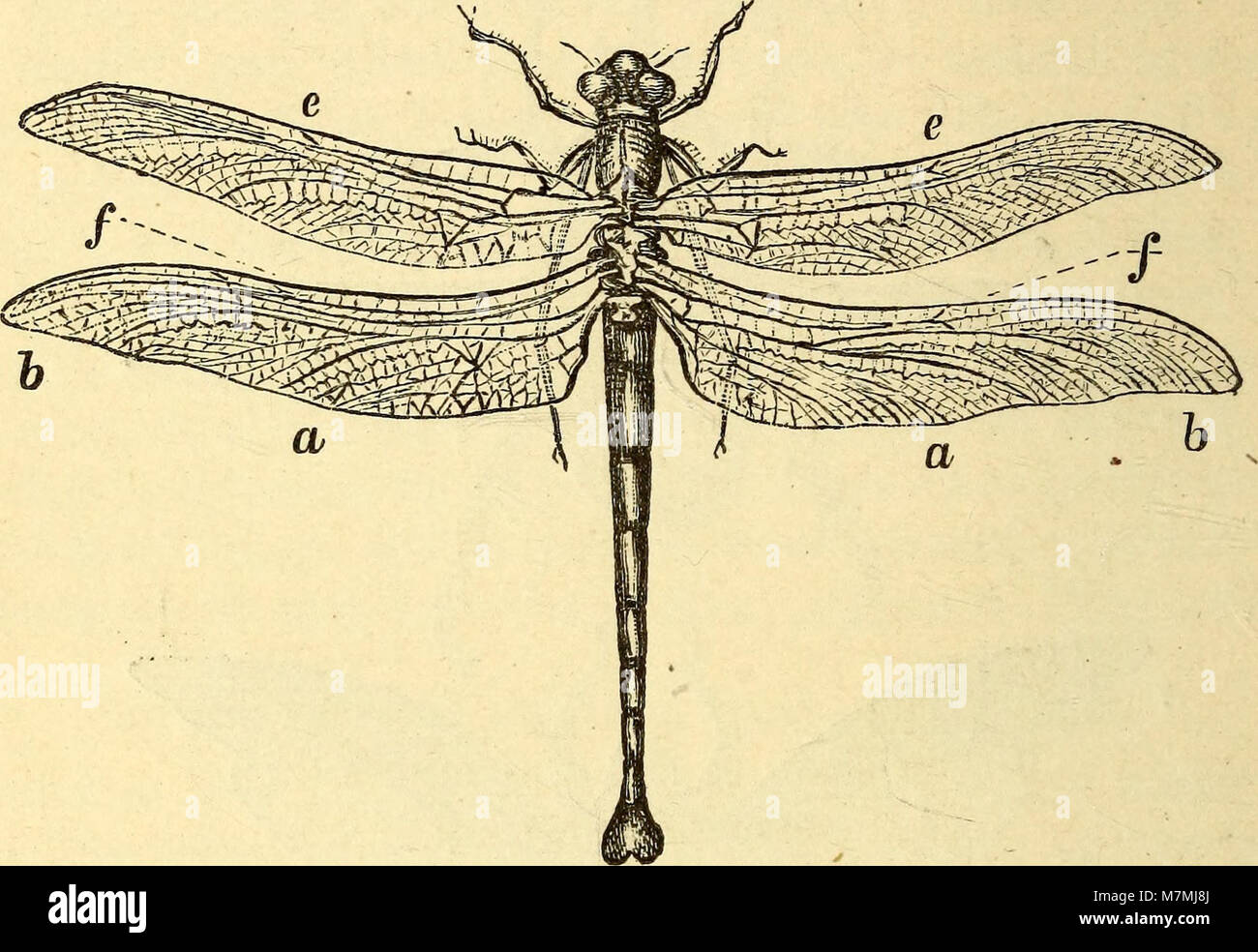 The 1874 work Animal Locomotion: Walking, Swimming, and Flying examines ...