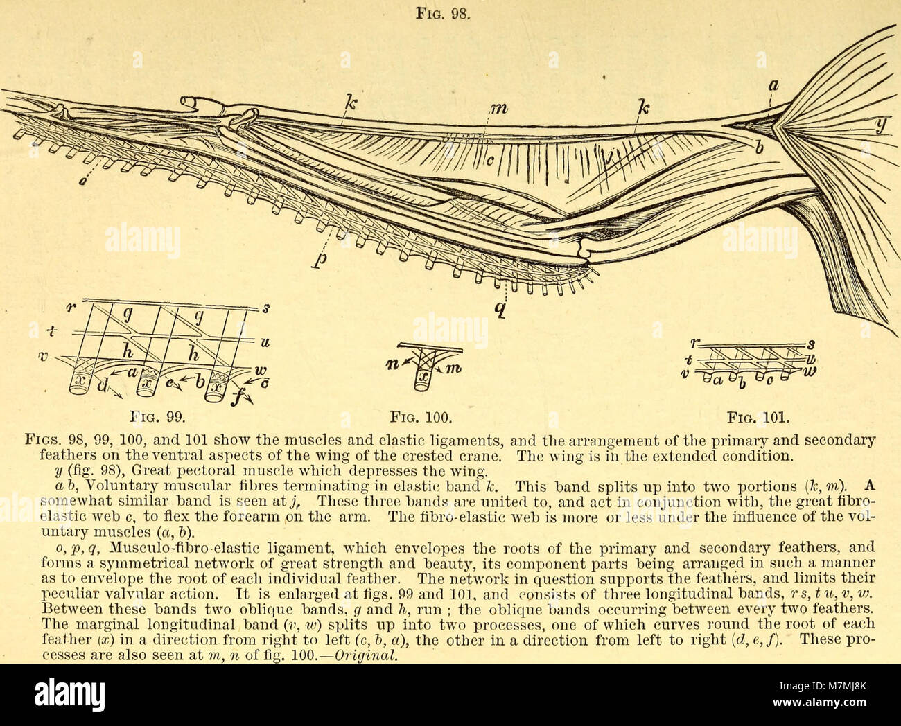 Animal Locomotion explores the movement of animals through walking ...