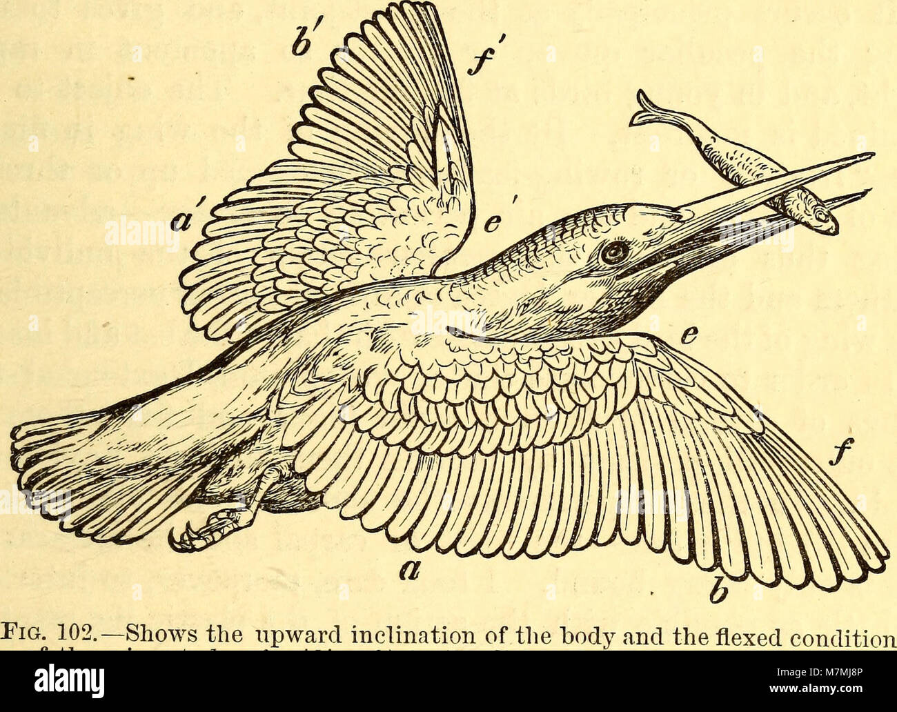 An 1874 work documenting animal locomotion, covering walking, swimming ...