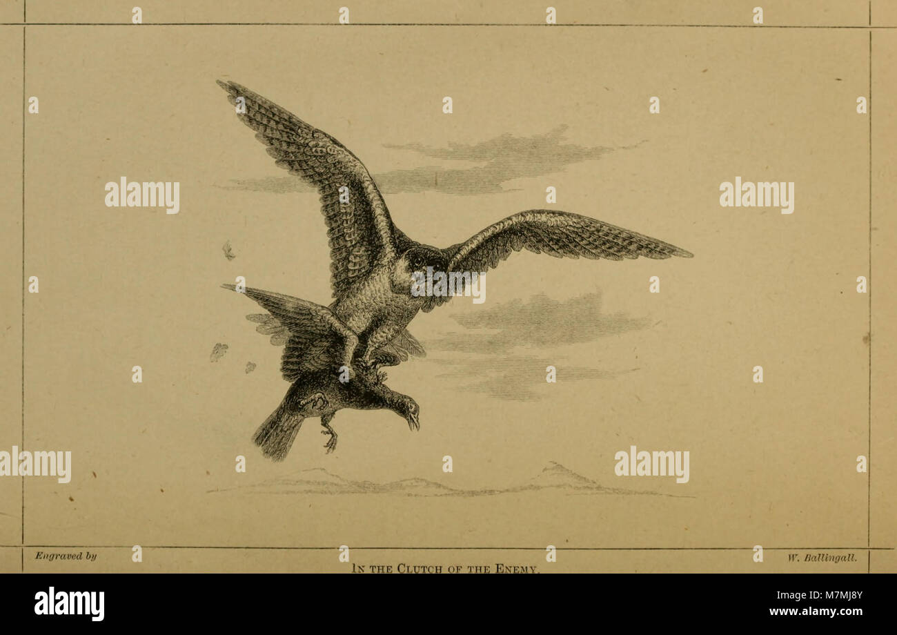 This 1873 work on animal locomotion explores the movements of walking ...
