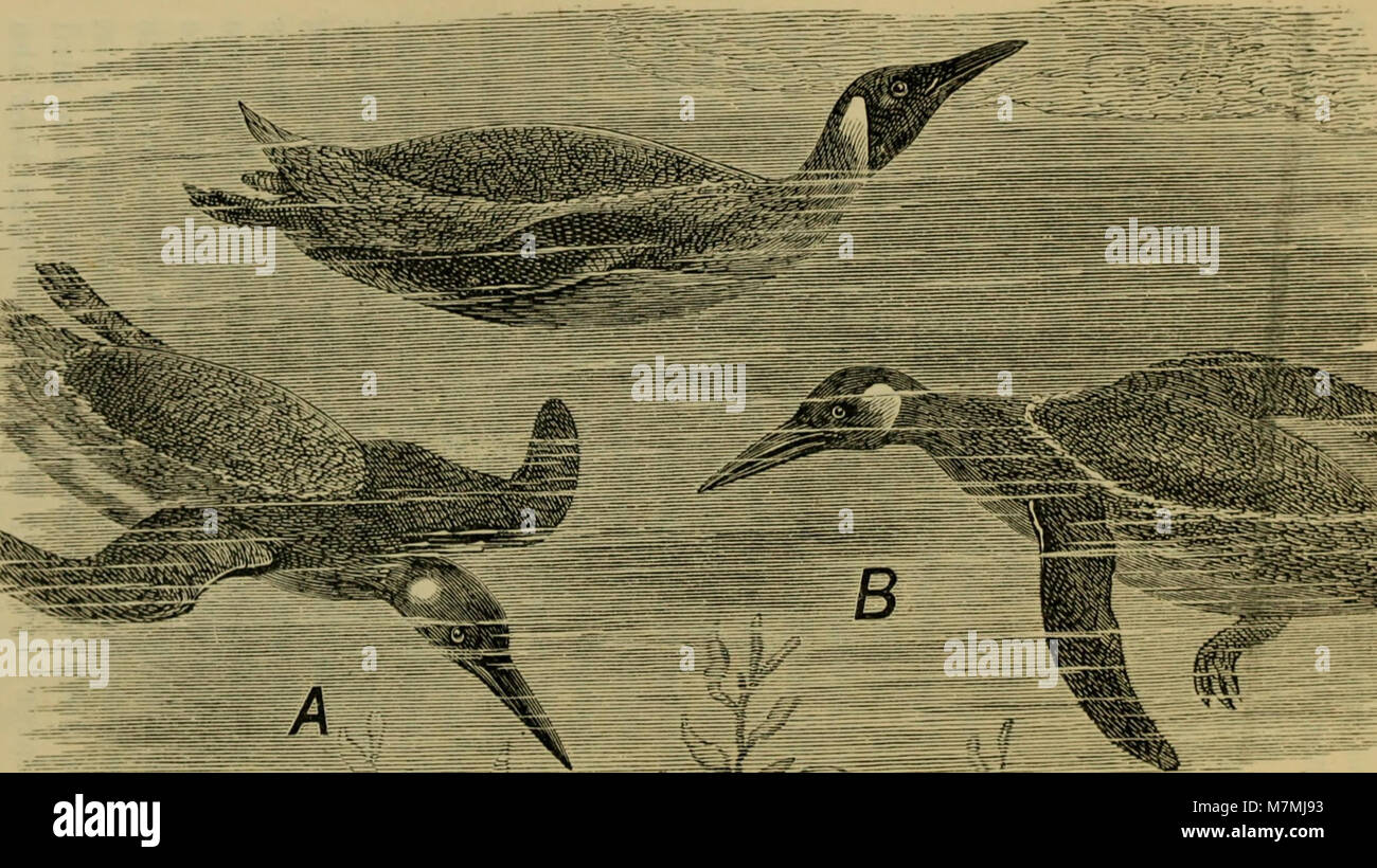 'Animal Locomotion' (1873) is a pioneering study on the movement of ...