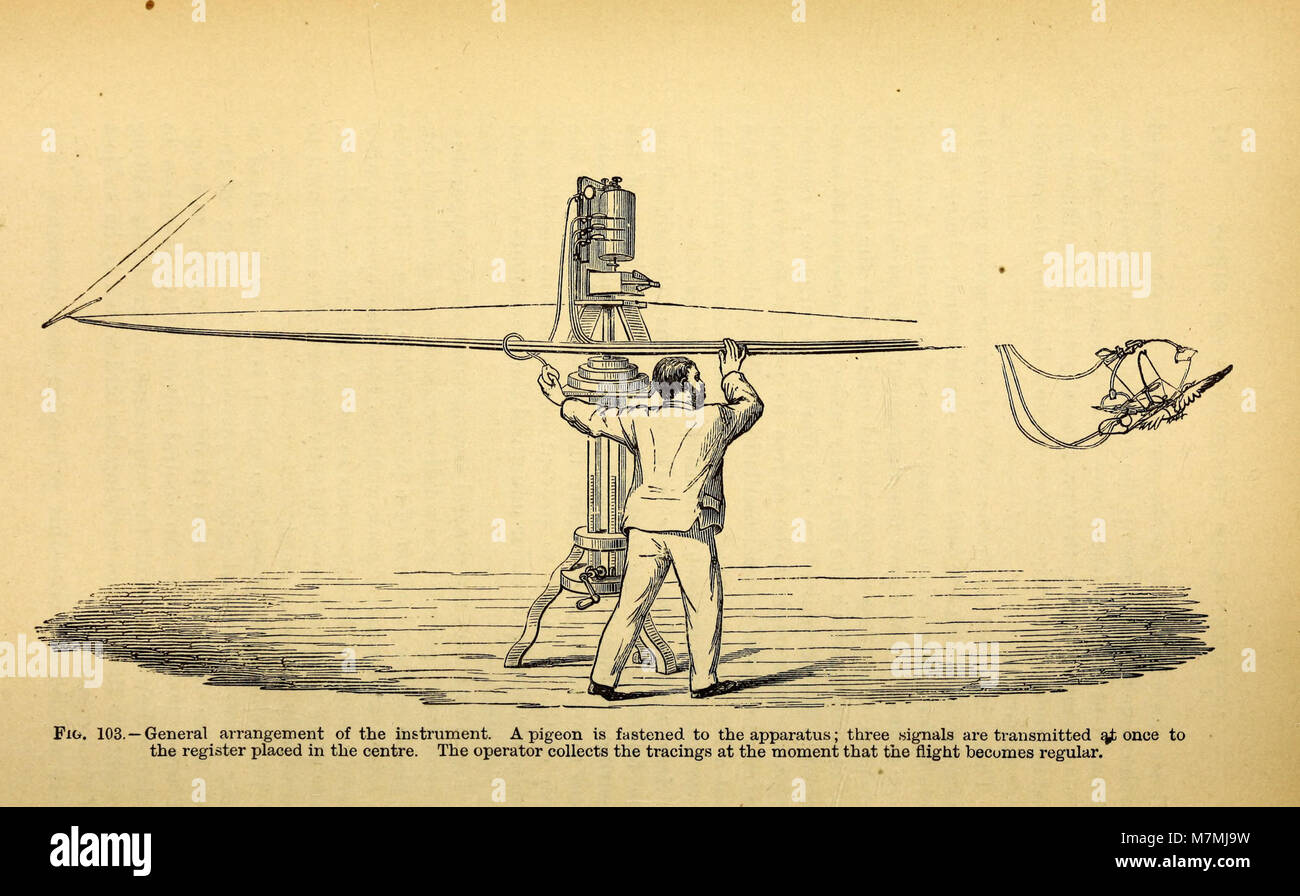 Animal mechanism- a treatise on terrestrial and aërial locomotion (1874 ...