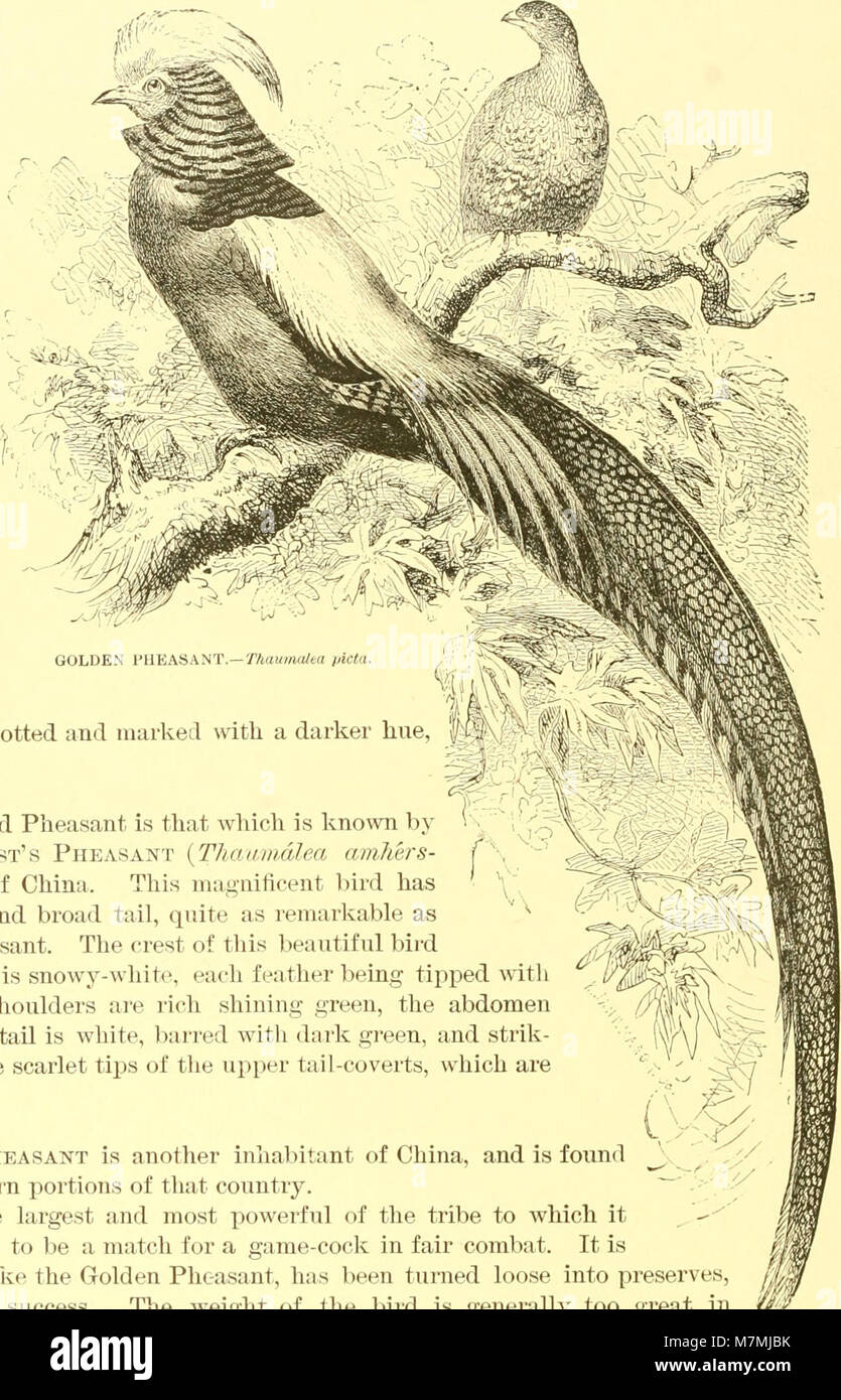 Animate Creation A 1898 Natural History Edition Explores The