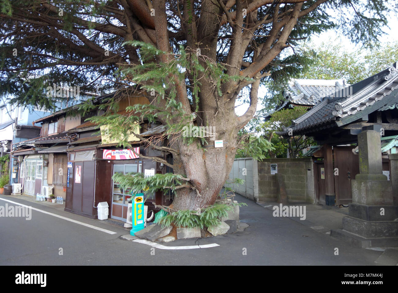 A Cedrus deodara (Himalayan cedar) growing near Myokoji Temple, located in Yanaka, Taitō, Tokyo ...