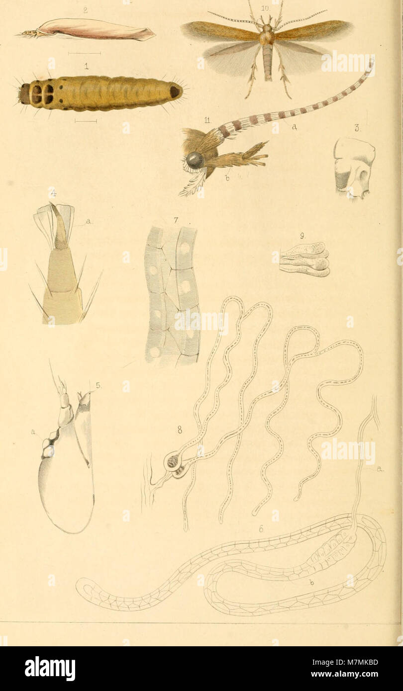 This title refers to a publication from 1860 by the Belgian ...