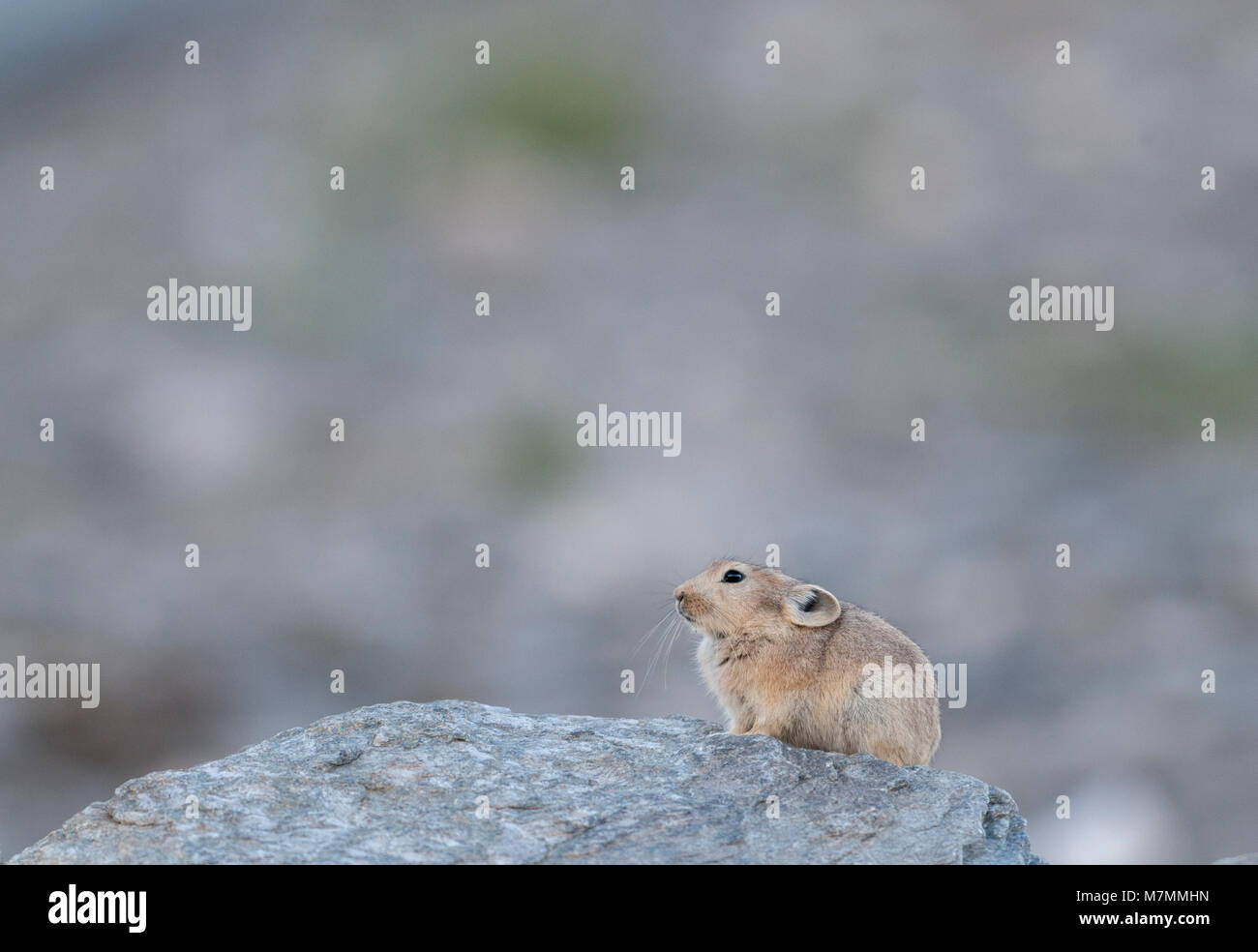 Pika sitting hi-res stock photography and images - Alamy