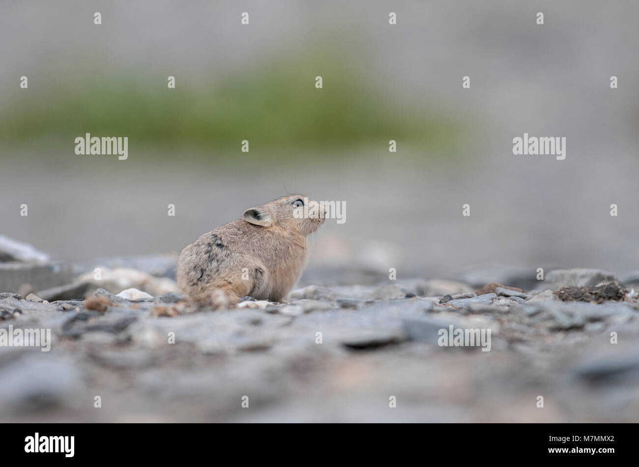 Pika snow hi-res stock photography and images - Alamy