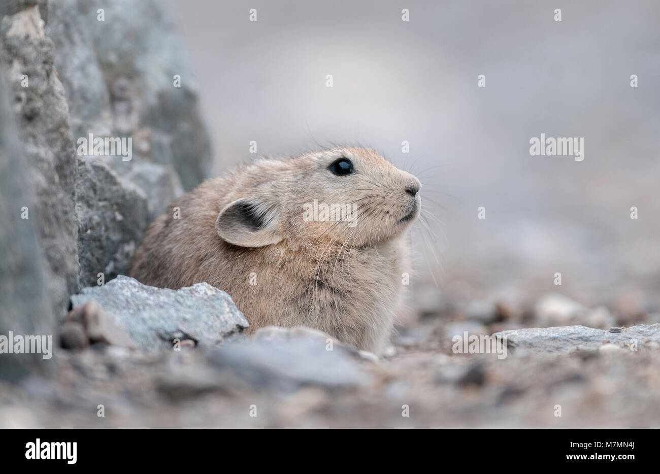 Pika burrow hi-res stock photography and images - Alamy