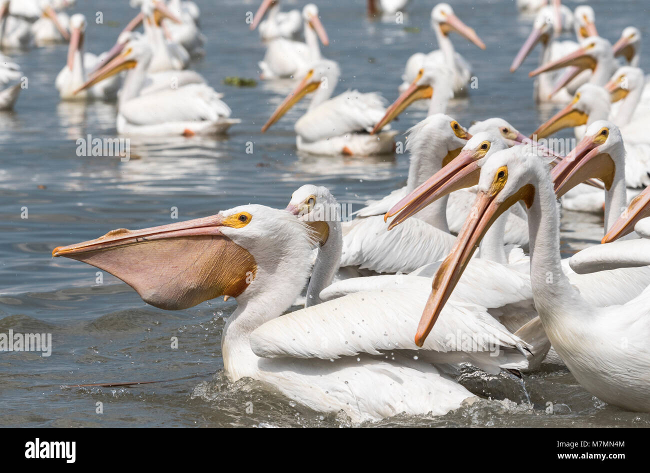 Pelican eating hi-res stock photography and images - Alamy