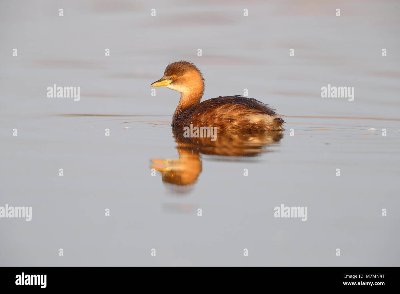 A non-breeding plumage Little Grebe (Tachybaptus ruficollis capensis ...