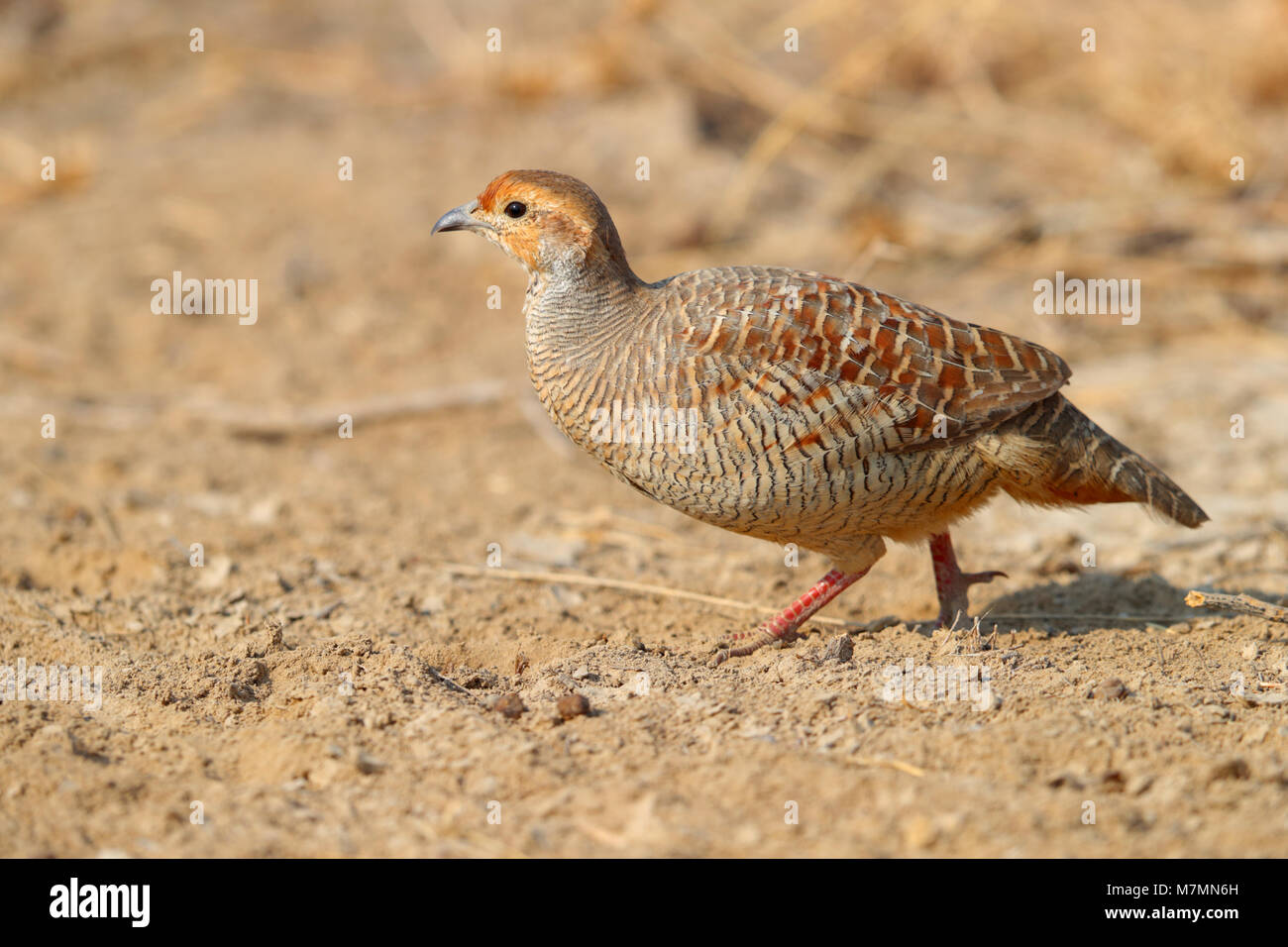 A wild adult Grey Francolin (Francolinus pondicerianus, of the race ...