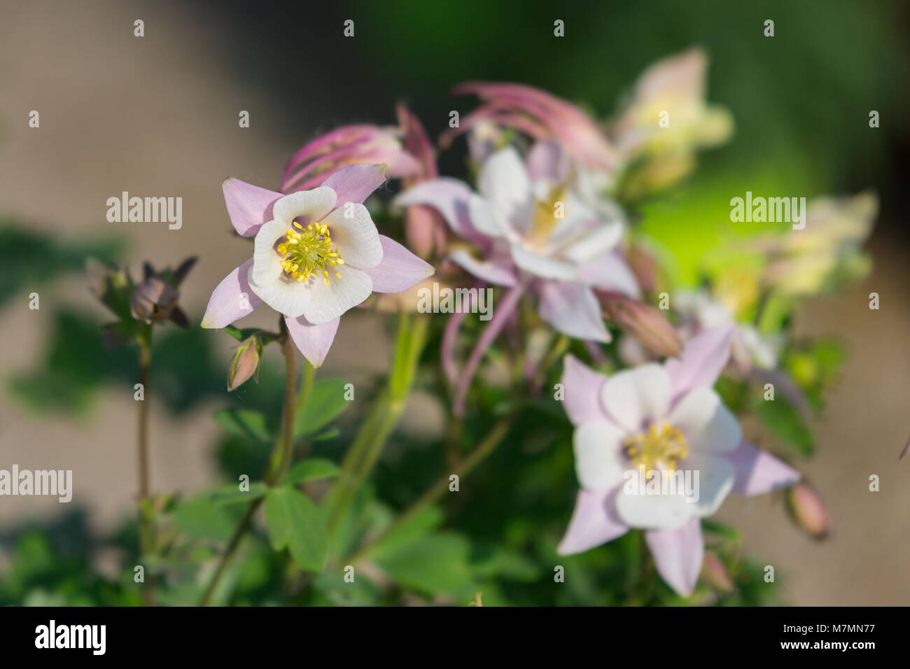 Beautiful White Flowers with Four Petals in a Garden Stock Photo - Alamy