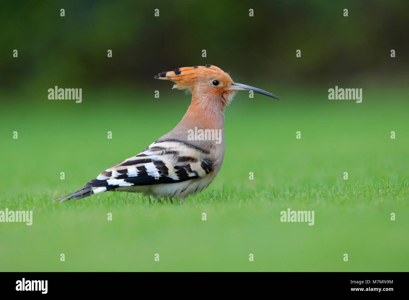 Eurasian hoopoe upupa epops adult hi-res stock photography and images ...
