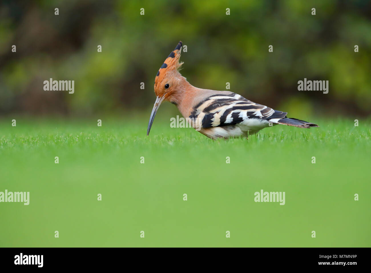An adult Eurasian Hoopoe (Upupa epopos) feeding on a garden lawn in ...