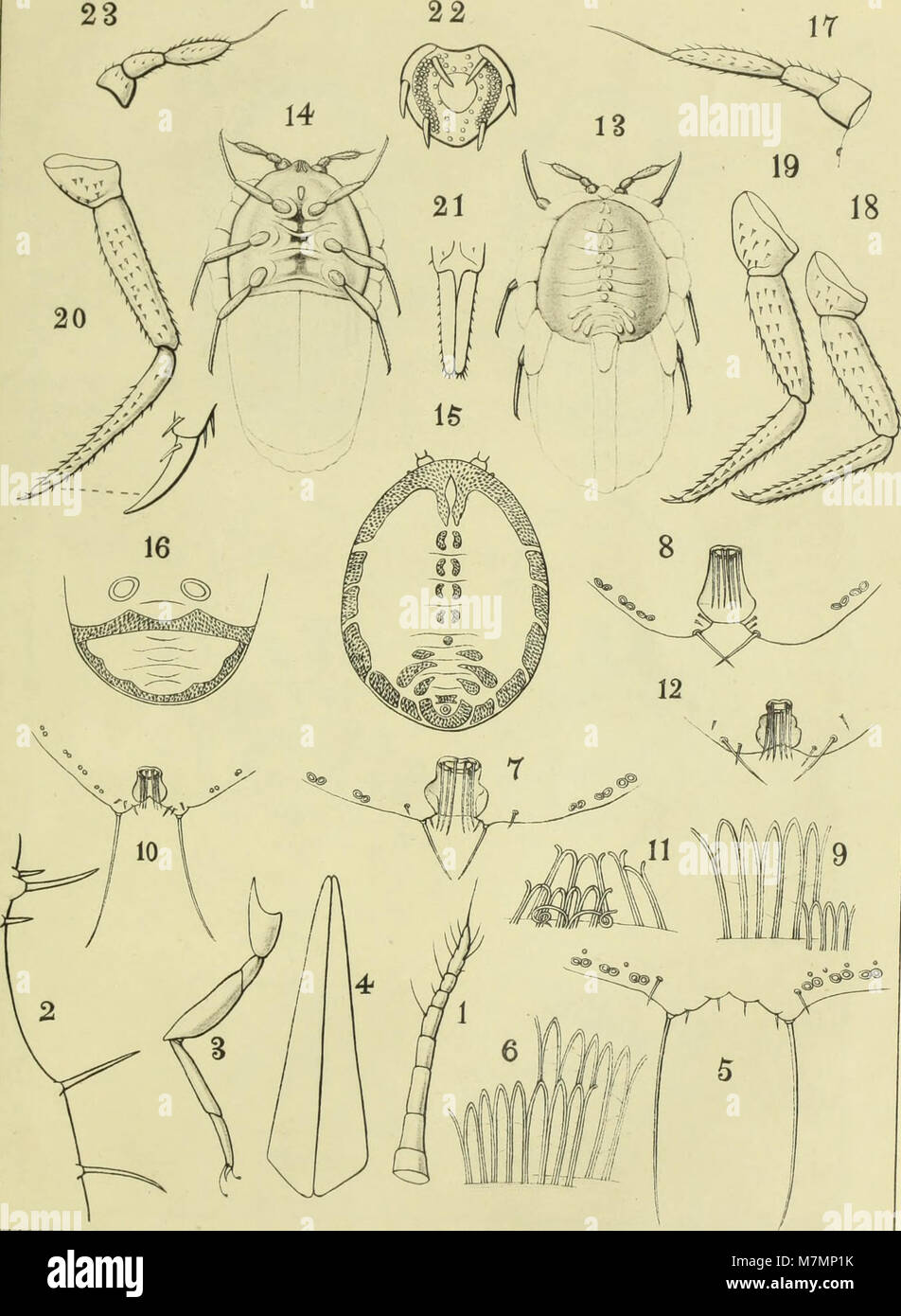 'Annotationes Zoologicae Japonenses' (1915), a scholarly journal ...