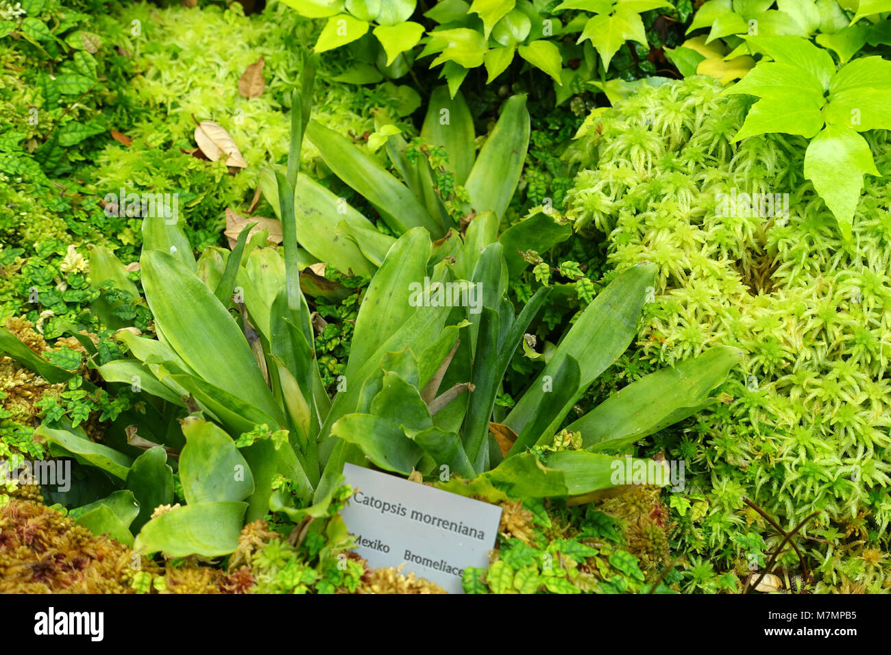 A photograph of Catopsis morreniana, a bromeliad species, taken at the ...