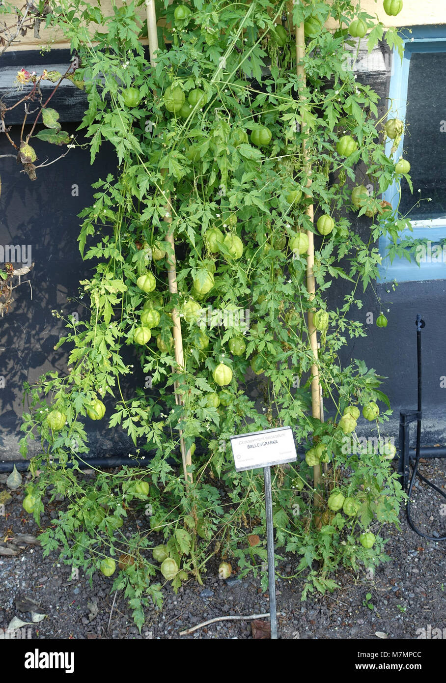 Cardiospermum halicacabum hi-res stock photography and images - Alamy