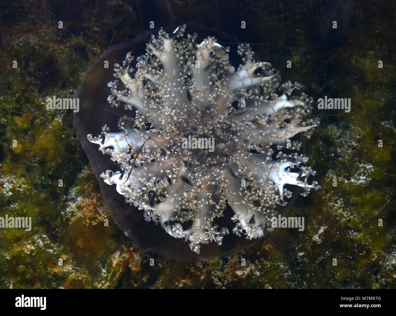 Cassiopea andromeda hi-res stock photography and images - Alamy