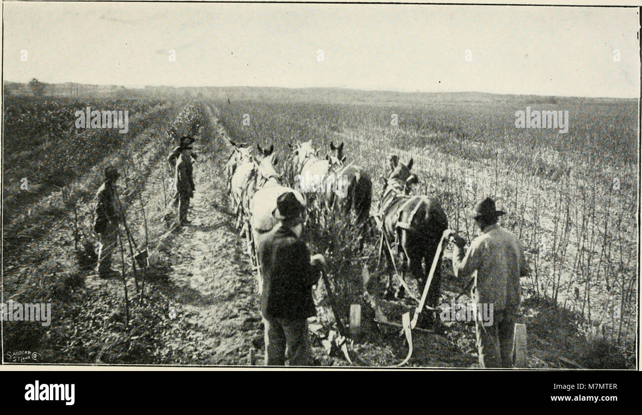The Annual Report of the State Horticultural Society of Missouri (1894 ...