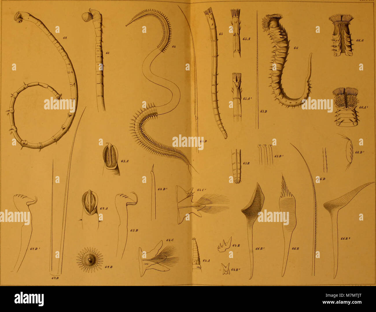 Class polychaeta hi-res stock photography and images - Alamy