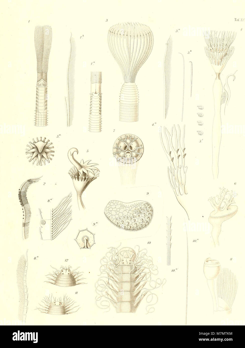 Philippinefauna hi-res stock photography and images - Alamy